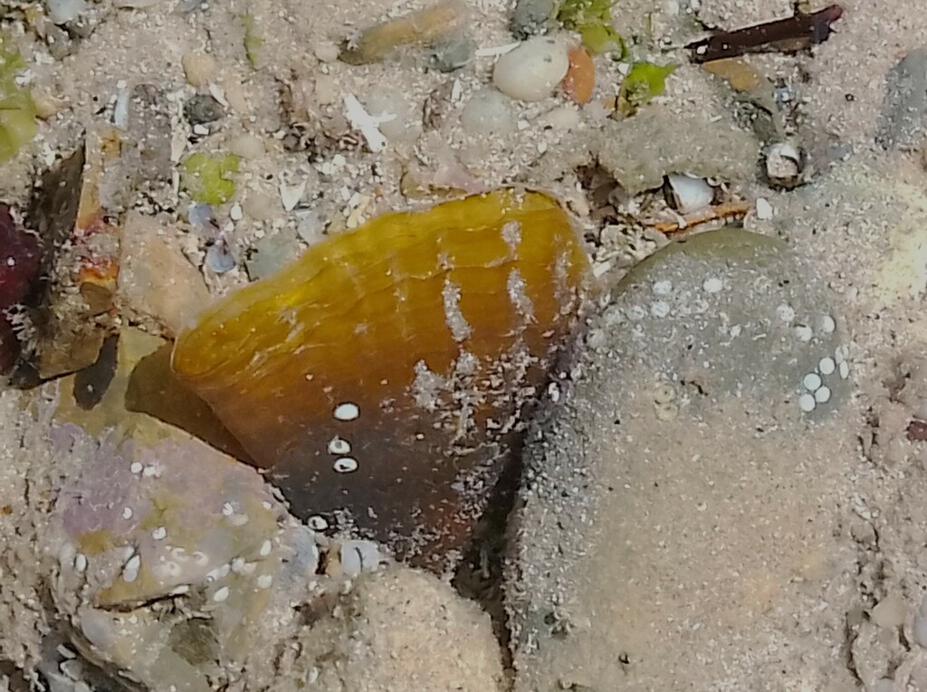 Baggy Pen Shell from Barcoongere NSW 2460, Australia on March 12, 2024 ...