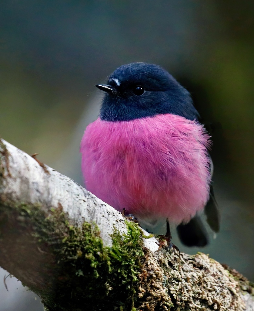 Pink Robin from Reynolds Falls Nature Recreation Area, Cradle Mountain ...