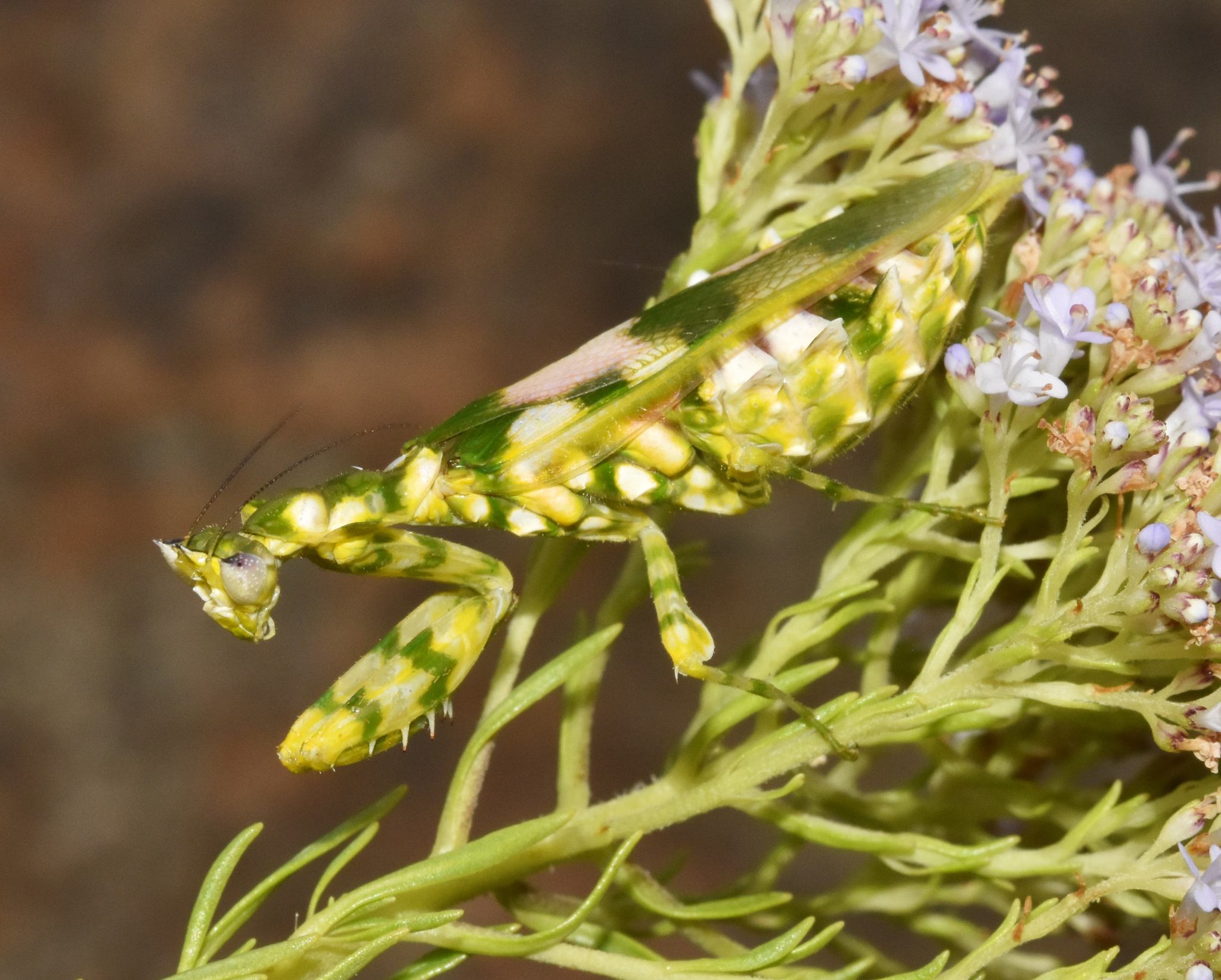 Tricolor Flower Mantis