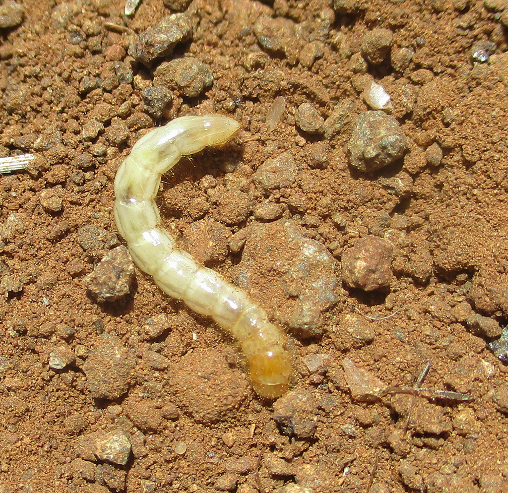 Beetles from Serowe Botswana on February 14, 2024 by Botswanabugs ...