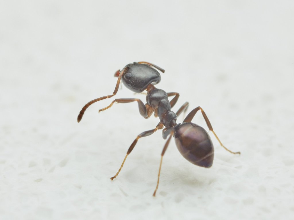 copper-bellied ant (Ant Species in Hawaii) · iNaturalist