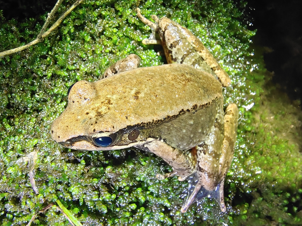 Olive Frog from Yichun, CN-JX, CN on March 11, 2024 at 08:13 PM by ...