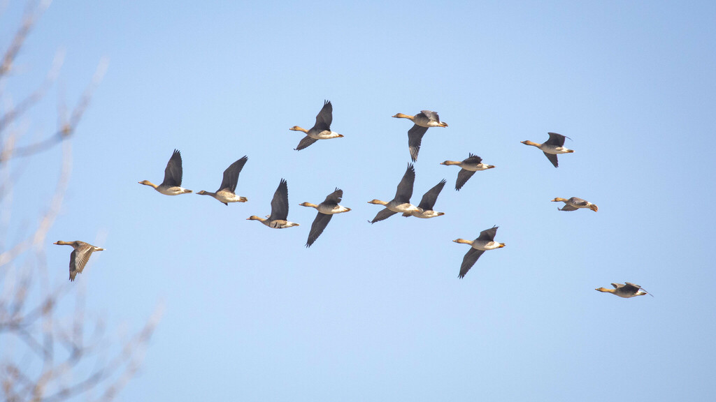 Tundra Bean Goose in March 2024 by Mengshuai Ge. With 2 White-fronted ...