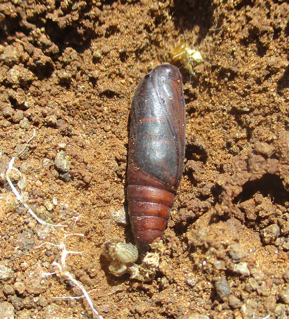 Butterflies and Moths from Serowe Botswana on February 14, 2024 by ...