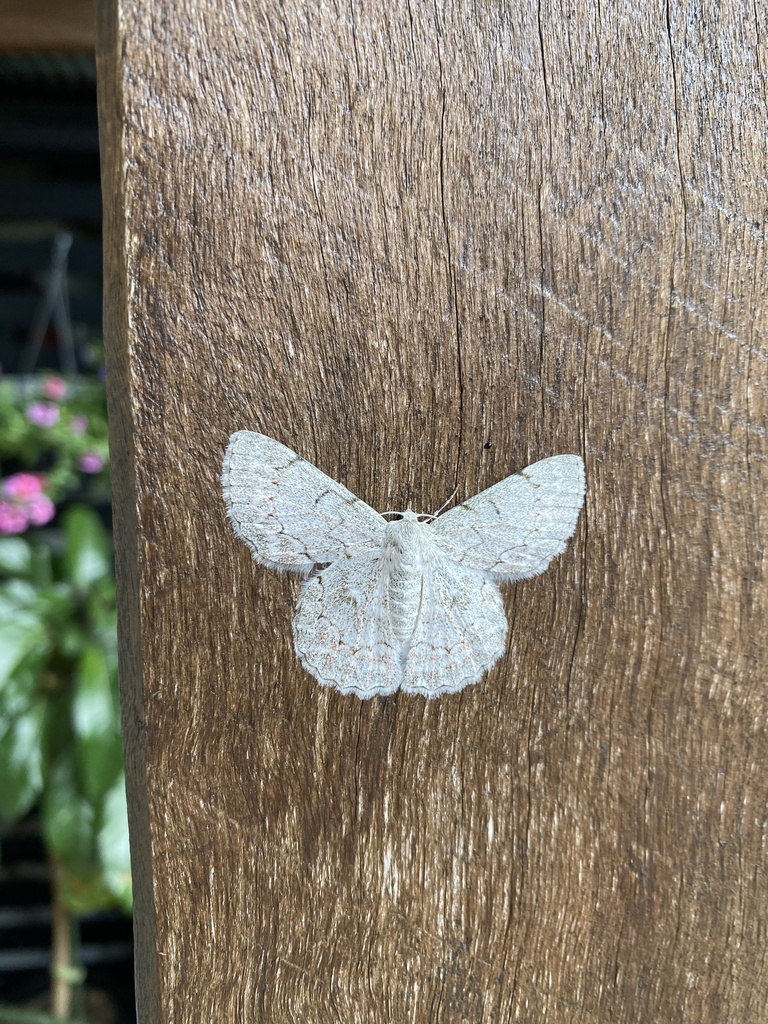 White Looper Moth in September 2022 by Kylie Agnew-Francis · iNaturalist