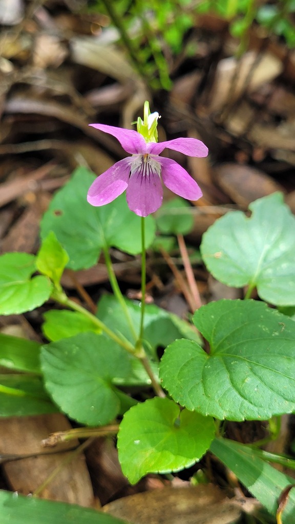 common dog-violet from Blackheath NSW 2785, Australia on January 16 ...