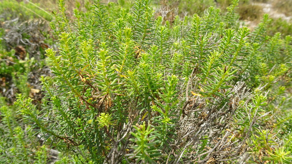Beach Gumbush from West Coast District Municipality, South Africa on ...