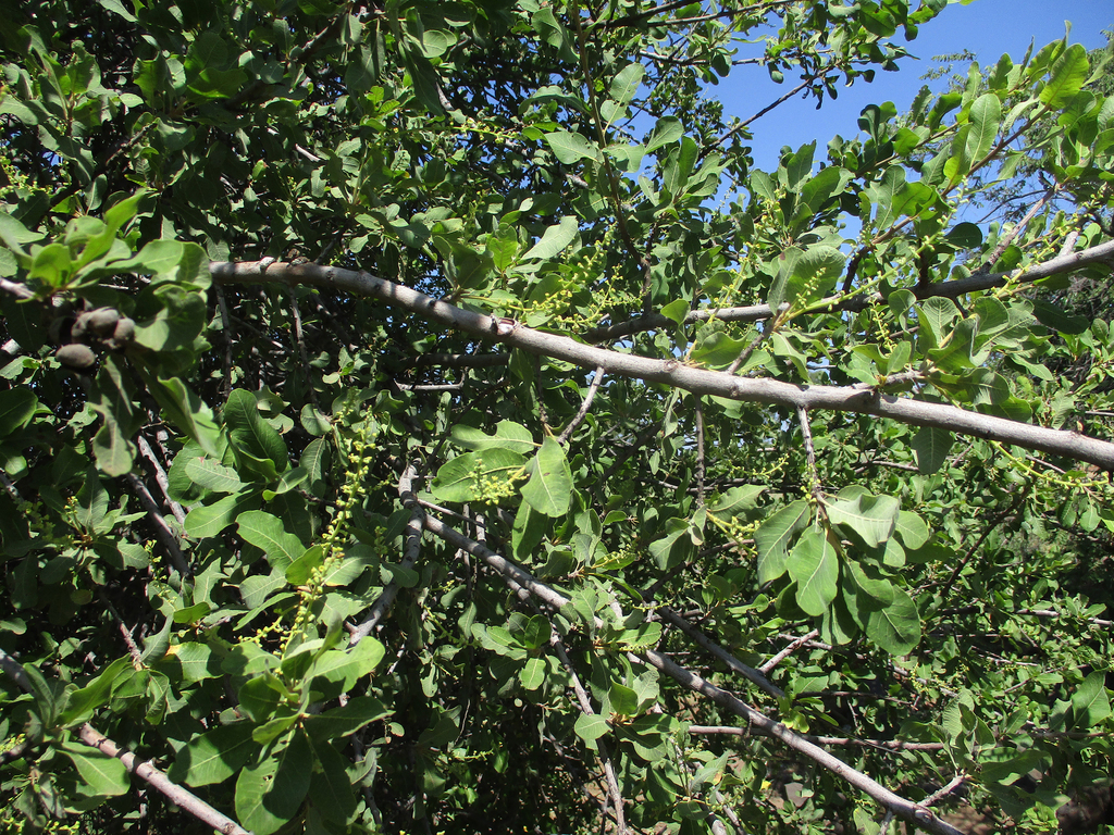Jacket plum from Serowe Botswana on February 14, 2024 by Botswanabugs ...