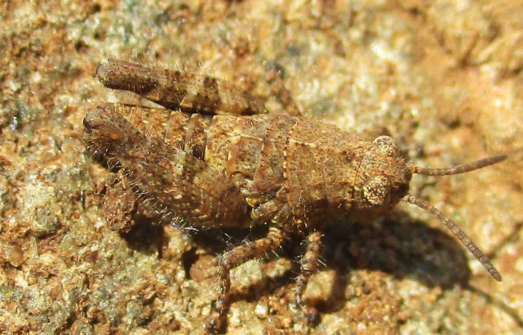 Short-horned Grasshoppers and Locusts from Serowe Botswana on February ...