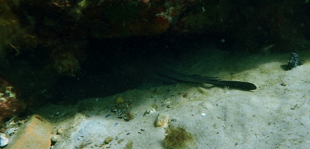 Eastern Shovelnose Stingaree from Hampton Beach, Victoria, Australia on ...