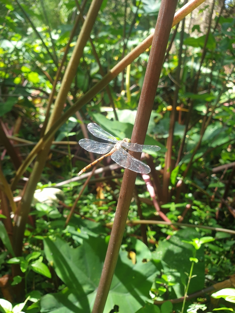 Short-tailed Duskdarter from Redland Bay QLD 4165, Australia on March ...