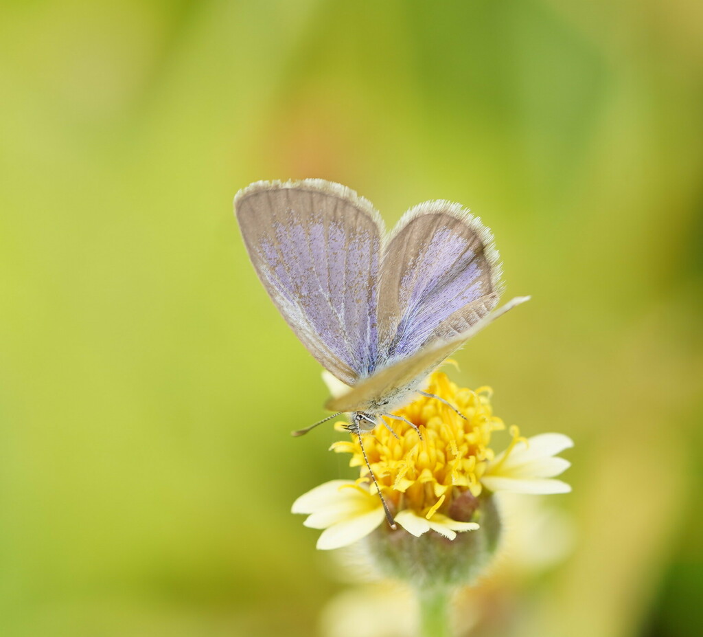 Lesser Grass Blue from Darwin NT, Australia on March 12, 2024 at 09:57 ...