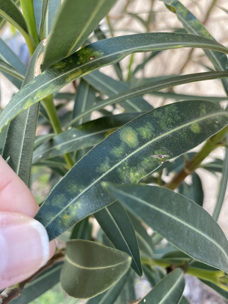 bacterial leaf scorch from Yarkon Cemetery, Petah Tiqwa, Central ...