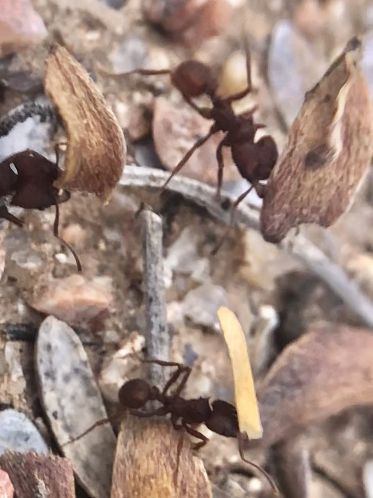 Desert Leaf-cutter Ant from E Crest Ln, Phoenix, AZ, US on March 11 ...