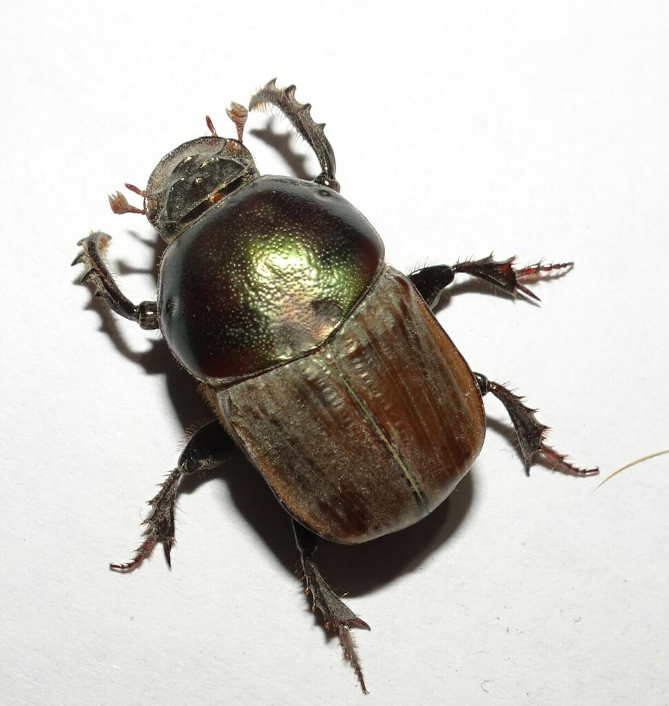 Bronze Dung Beetle from Colignan VIC 3494, Australia on March 12, 2024 ...