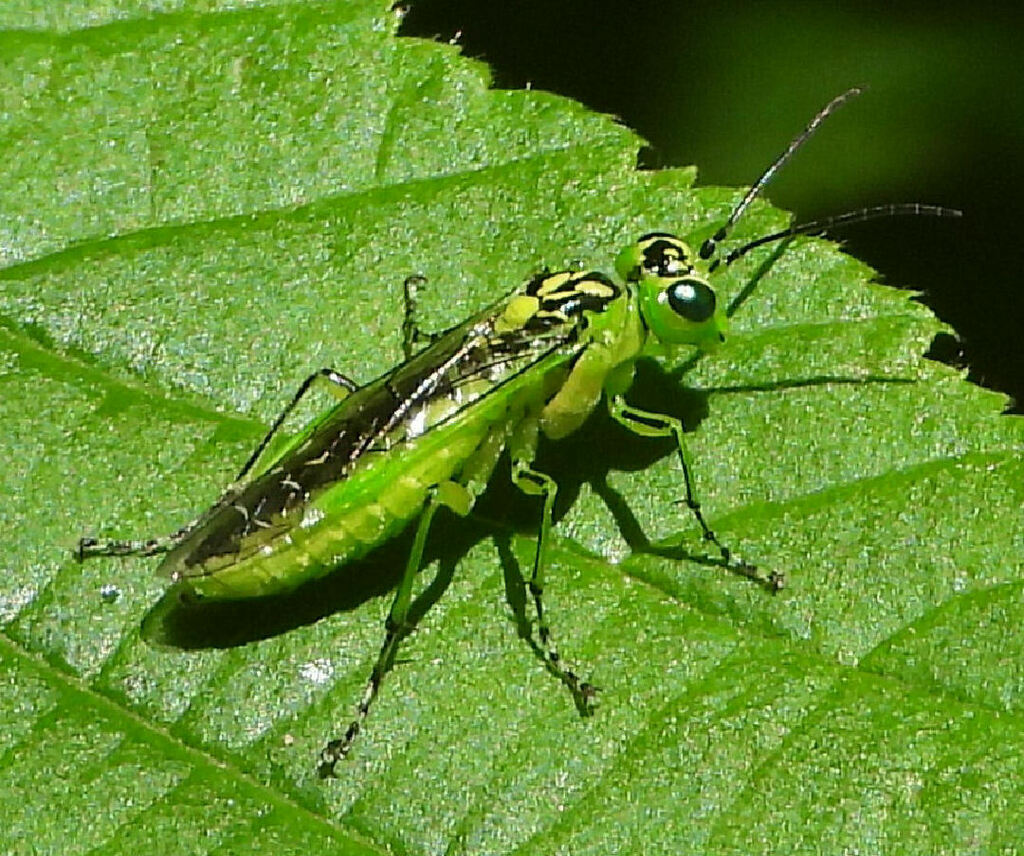 Narrow-striped Rhogogaster from Bradfield Woods National Nature Reserve ...