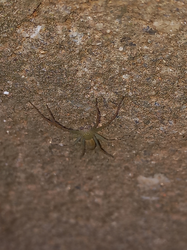 Running Crab Spiders from 6000 Castelo Branco, Portugal on March 12 ...