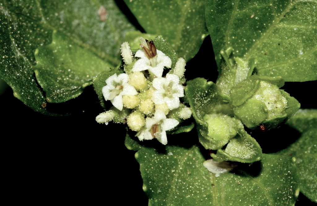 Five-Seeded Prostrate Starbur from Wonderboom, Pretoria, 0182, South ...