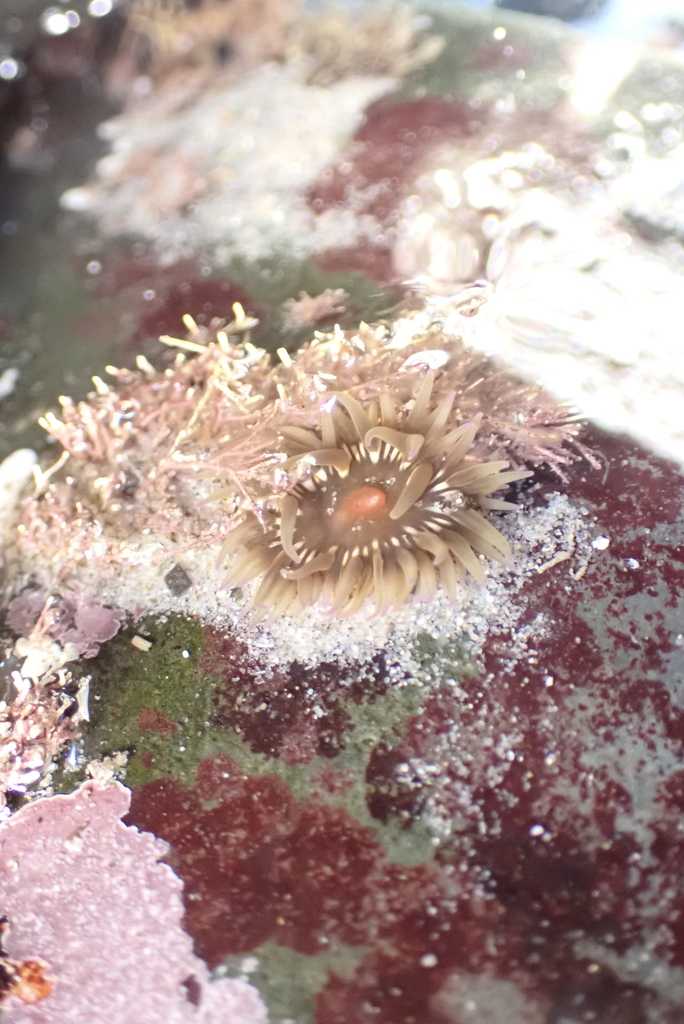Anemonia mutabilis from Lennox Head NSW 2478, Australia on March 12 ...