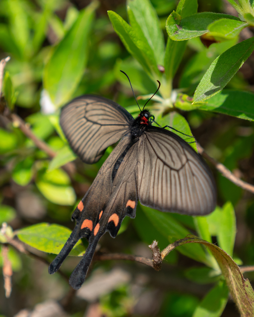 Byasa alcinous alcinous from Honmachi, Himeji, Hyogo 670-0012, Japan on ...