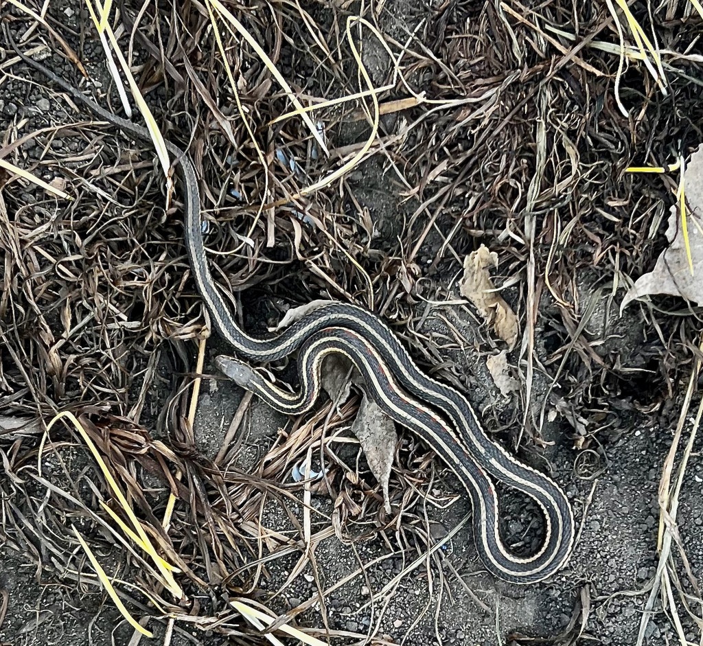 Red-sided Garter Snake from Boone County, IA, USA on February 26, 2024 ...