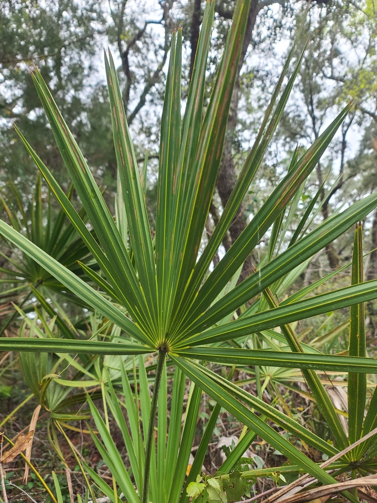 saw palmetto from Jeff Friend Trail, Bon Secour National Wildlife ...