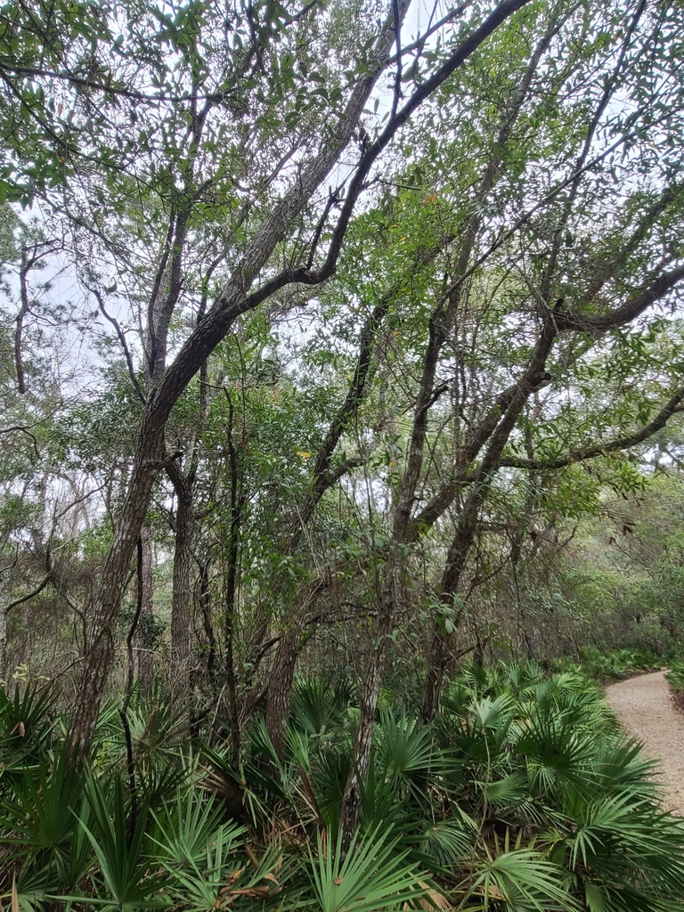 high-latitude oaks from Jeff Friend Trail, Bon Secour National Wildlife ...
