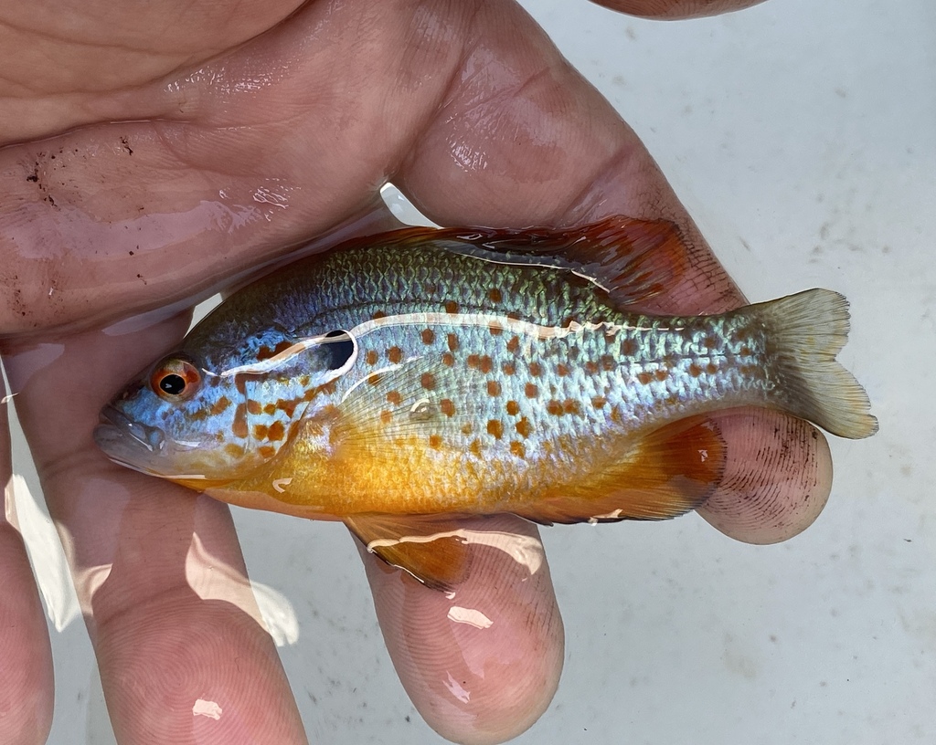 Orangespotted Sunfish from Hastings, MN 55033, USA on June 29, 2022 at ...