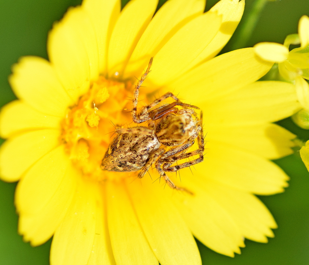 Grass lynx spiders from Thessaloniki, Greece on March 12, 2024 at 09:48 ...