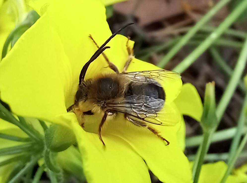 Eucera from Escola Secundária José Gomes Ferreira on March 12, 2024 at ...