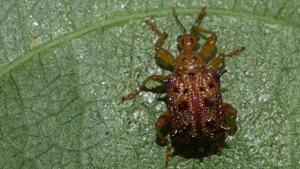 Hoplapoderus echinatus from Nagla on March 11, 2024 at 03:45 PM by ...