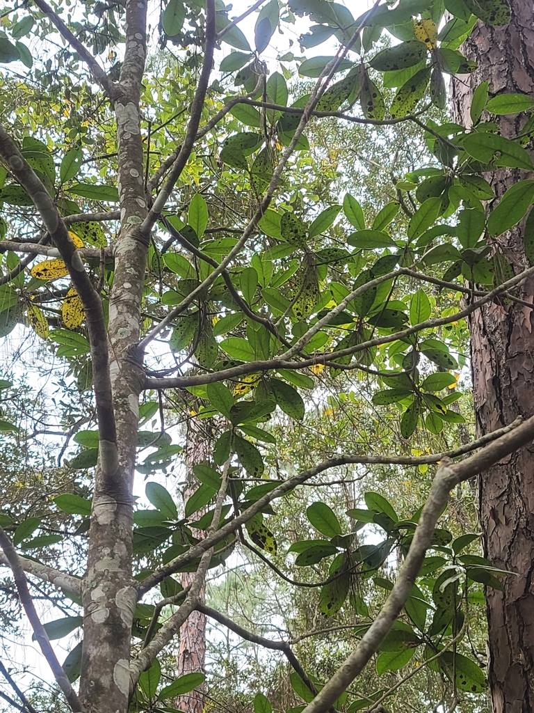 southern magnolia from Jeff Friend Trail, Bon Secour National Wildlife ...