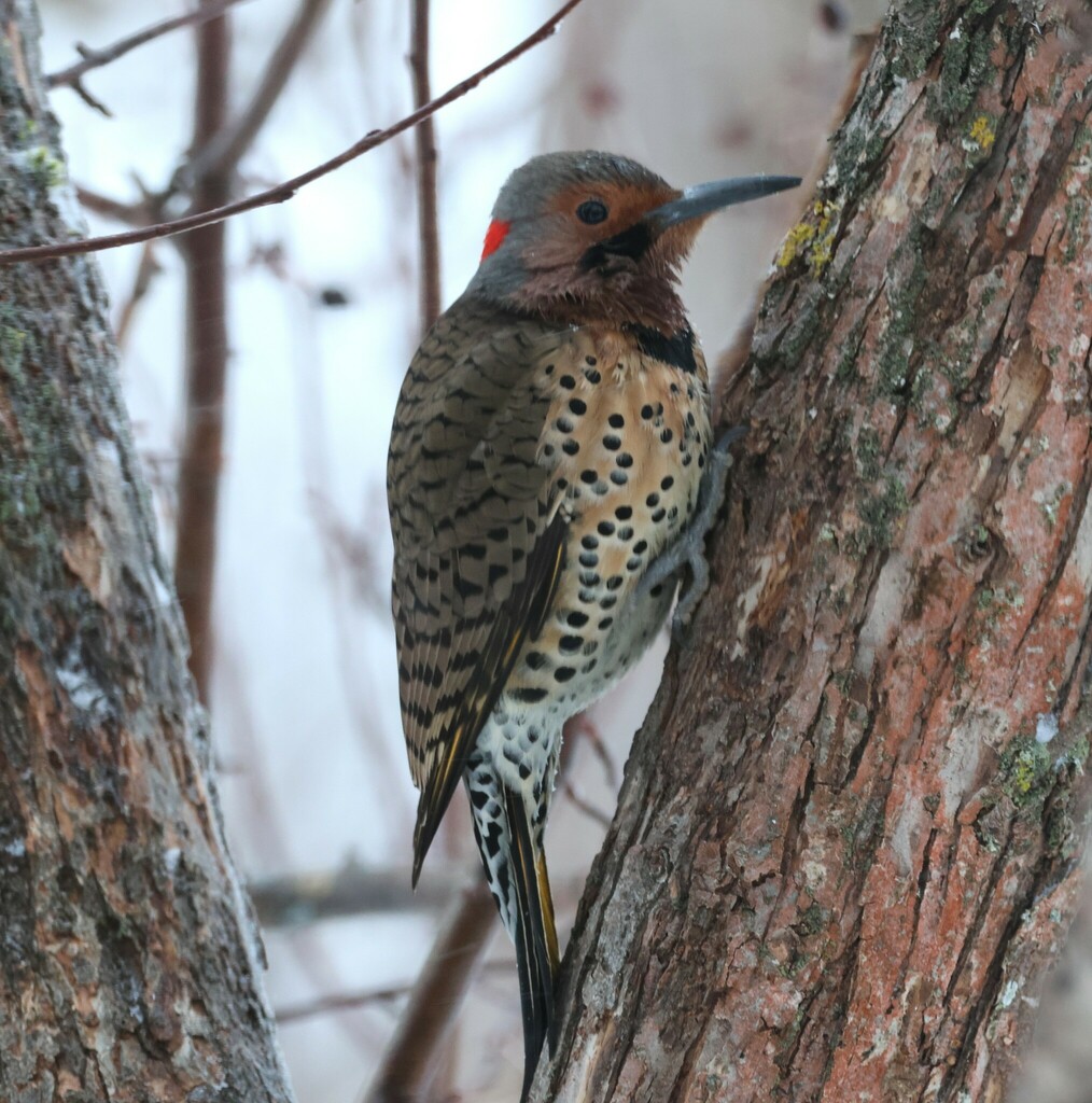 Northern Flicker from Pictou County, NS B0K, Canada on February 6, 2024 ...