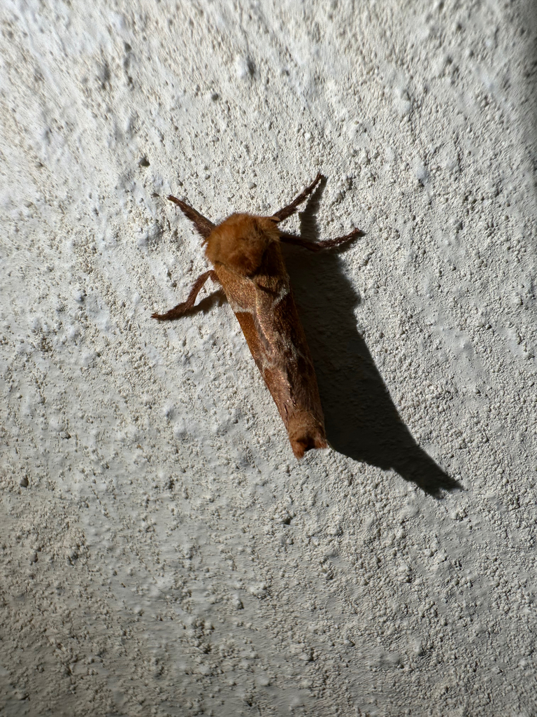 Orange Swift from 57581 Katzwinkel (Sieg)-Elkhausen, Germany on August ...