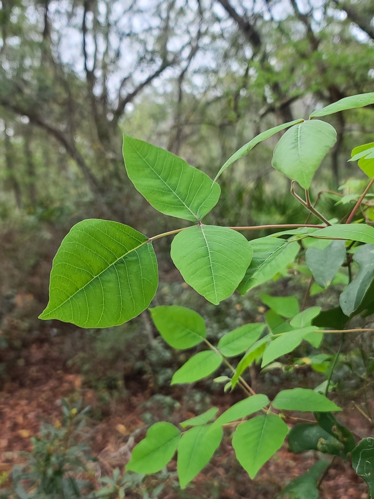 eastern poison ivy from Jeff Friend Trail, Bon Secour National Wildlife ...