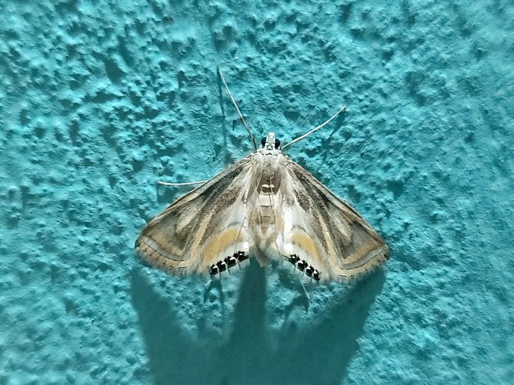 China-mark Moths from East Kameng, IN-AR, IN on March 12, 2024 at 06:23 ...
