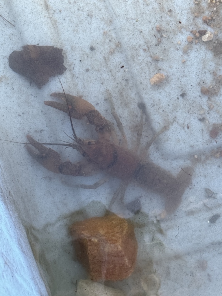 Rusty Crayfish from Mentone, AL, US on March 10, 2024 at 02:24 PM by ...