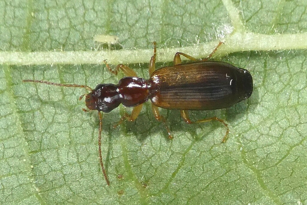 Paradromius linearis from 80 München-Schwabing-Freimann, Deutschland on ...