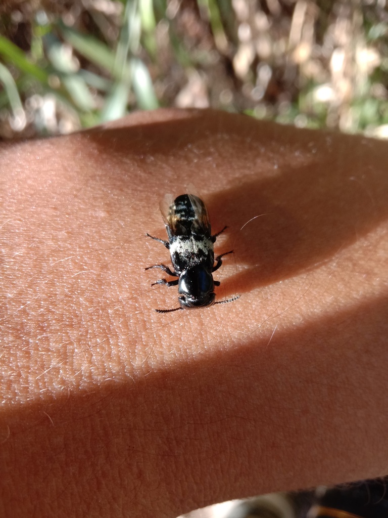 hairy rove beetle from 424台灣台中市和平區 on February 6, 2022 at 02:55 PM by ...