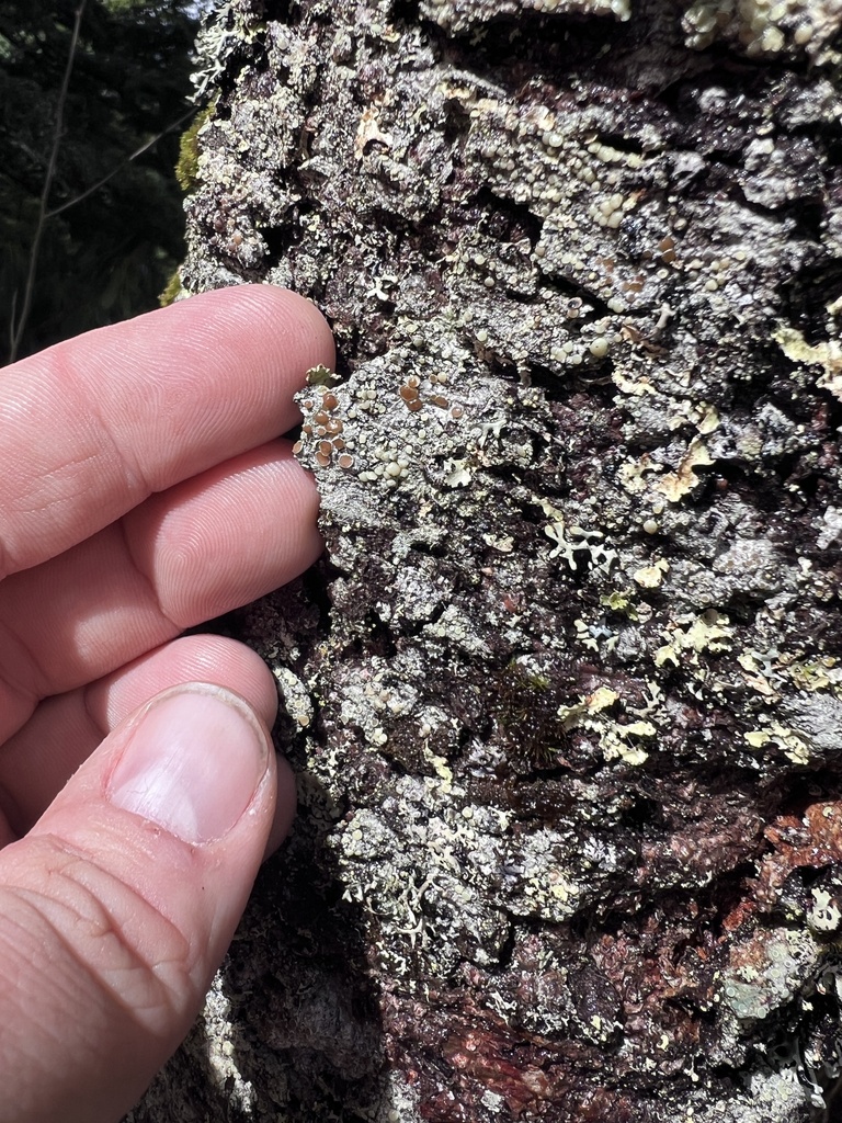 White-rimmed shingle lichen from Pisgah National Forest, Burnsville, NC ...