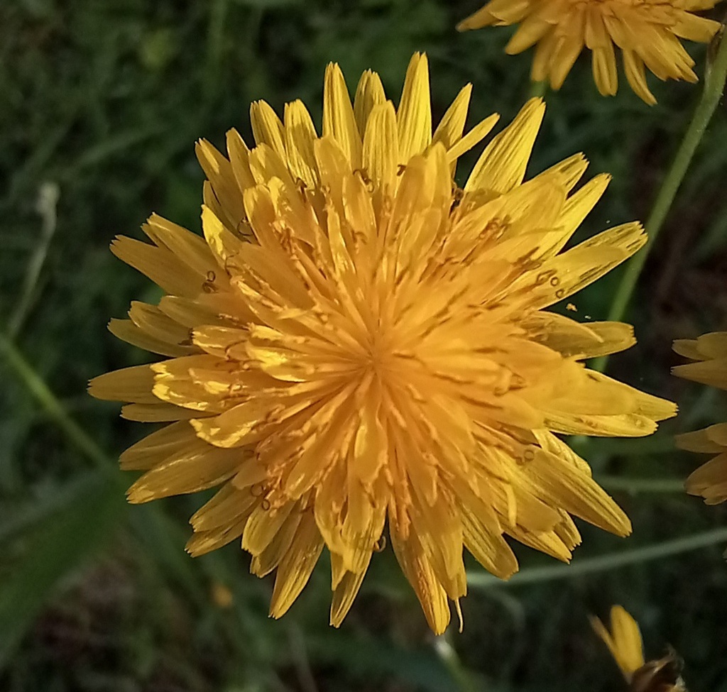 Beaked Hawksbeard from Escola Secundária José Gomes Ferreira on March ...