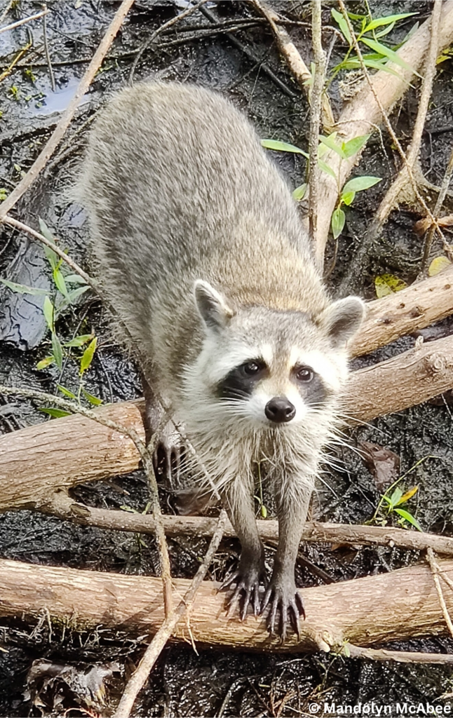 Common Raccoon from Lee County, FL, USA on May 14, 2023 at 09:38 AM by ...