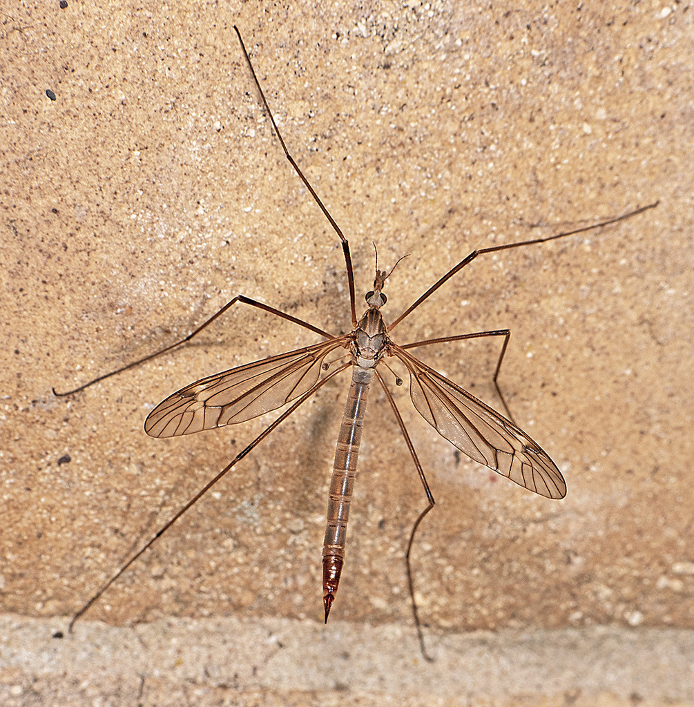 Tipula silvestra from Canyon Lake, TX, USA on March 6, 2024 at 11:07 PM ...