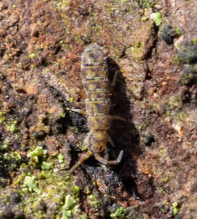 Waterfall Springtails from Centerville, OH, USA on March 11, 2024 at 10 ...