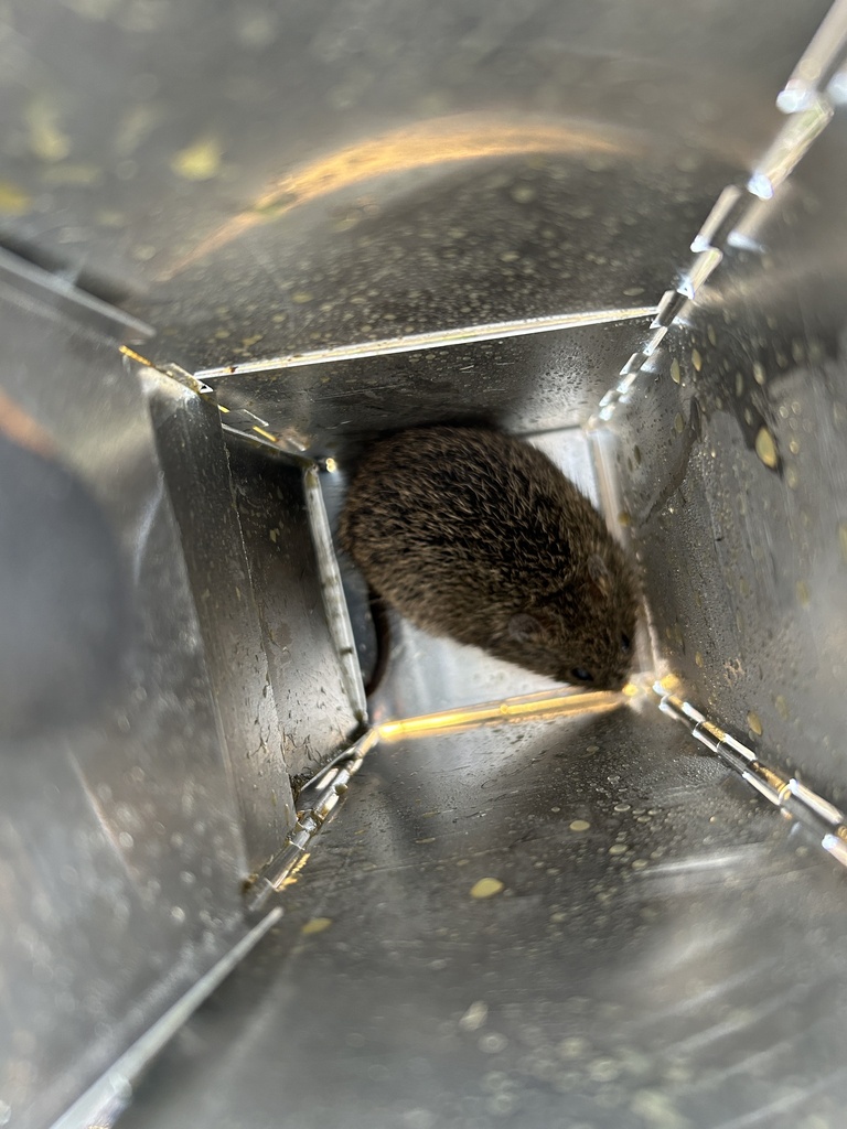 Hispid Cotton Rat from Camp Maxey, Powderly, TX, US on March 12, 2024 ...