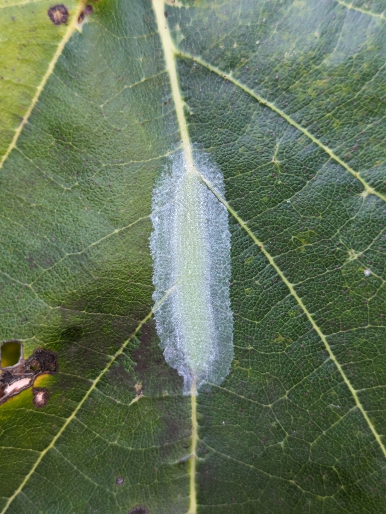 Butterflies and Moths from Davie, FL 33314, USA on March 12, 2024 at 08 ...
