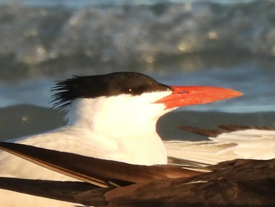Royal Tern from Sanibel, FL, USA on February 27, 2024 at 06:12 PM by ...
