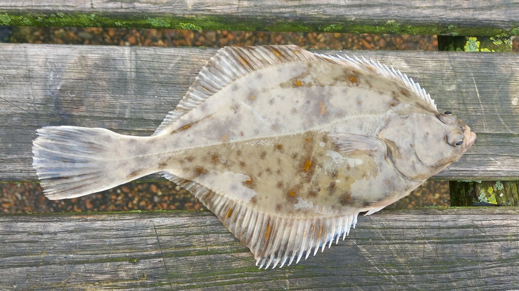 European Flounder from Newhaven BN9, UK on March 11, 2024 by ...
