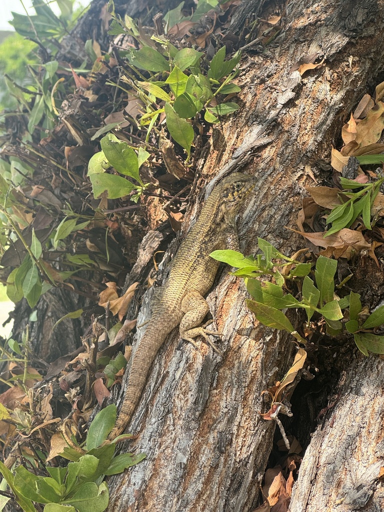 Northern Curly-tailed Lizard from John Pennekamp Coral Reef State Park ...