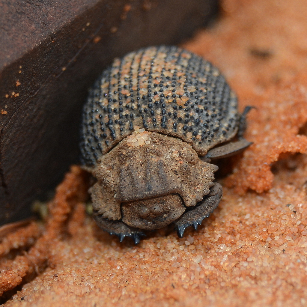 Omorgus freyi from Bitterpan, Kgalagadi NP on March 17, 2019 at 06:51 ...